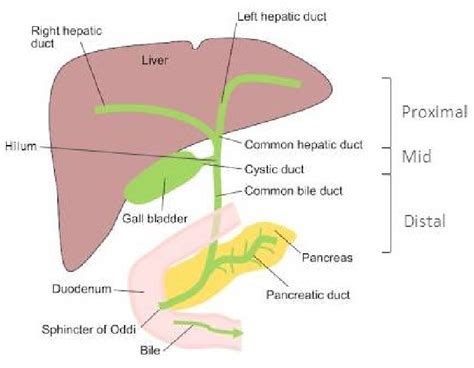 Figure 1 From Malignant Biliary Obstruction Semantic Scholar