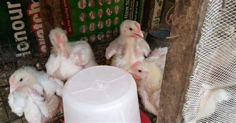 How To Identify The Gender Of Your Chicken