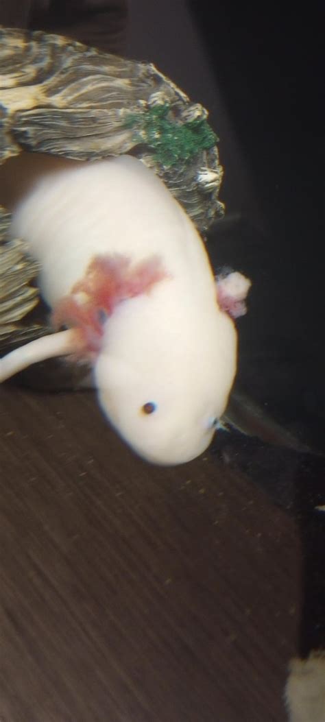 Something Is Growing On The Gill Of The Axolotl Raxolotls