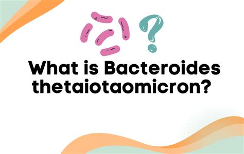 What Is Bacteroides Thetaiotaomicron Layer Origin Nutrition