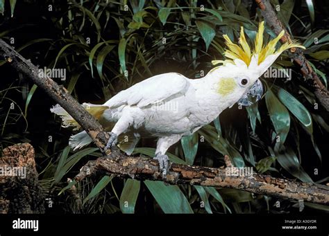 Lesser Sulfur Crested Cockatoo Or Yellow Crested Cockatoo Cacatua