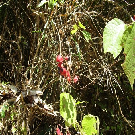 ノササゲ 多摩発信の山野草ブログ