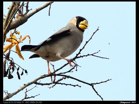 Japanese Grosbeak Buntings Landbirds Hkbws Forum