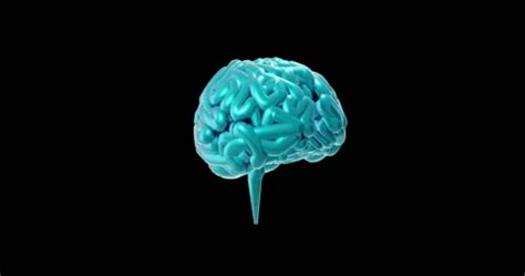 Animation Of Blue Human Brain Spinning O Stock Video Pond