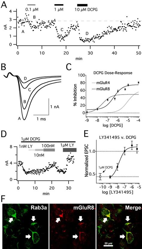 Dcpg Mediated Inhibition Is Attributable To Both Mglur8 And Mglur4 At
