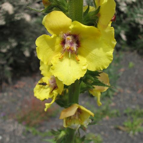 Aarons Rod Verbascum Virgatum Plant Care And How To Grow Water