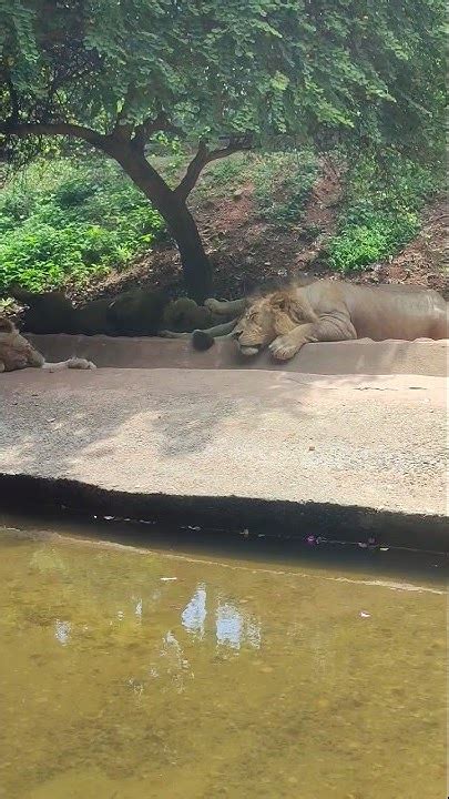 කට්ටිය හොදටම නිදි Lions Nature In Sri Lanka Shorts Youtube