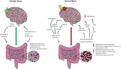 Microbiota And The Gut Brain Axis Implications For New 44 Off