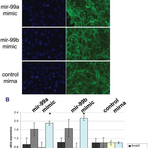 Mir 99a And Mir 99b Over Expression Increases Migration Of Epithelial Download Scientific