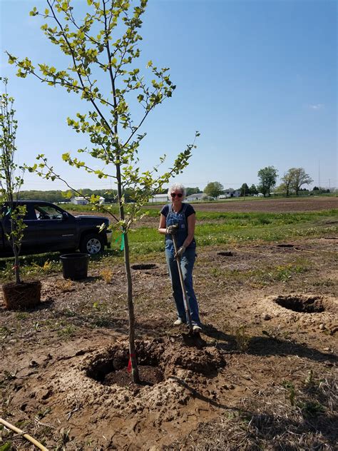 Costs And Benefits Of Pre Plant Root Manipulation The Garden Professors™