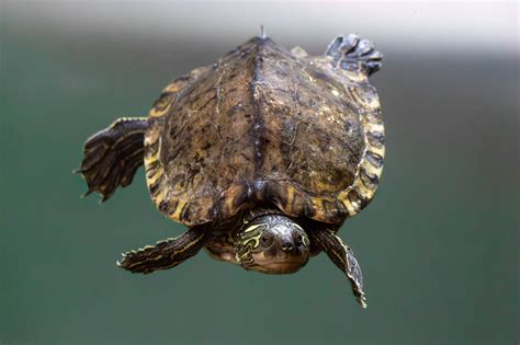 Cheyenne New Species Alert — Flying Turtle Okay Luksi Is Not Flying