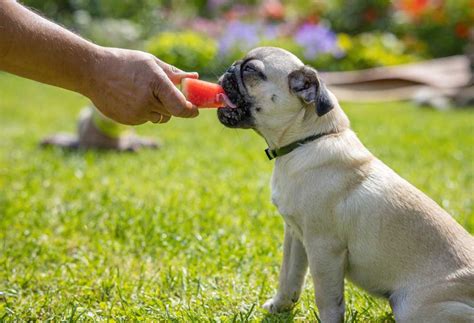 Can Pugs Eat Watermelon