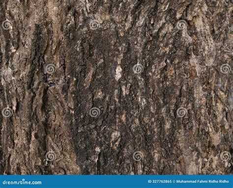 Attractive Tree Surface In The Village Stock Image Image Of Tree Surface 327762865