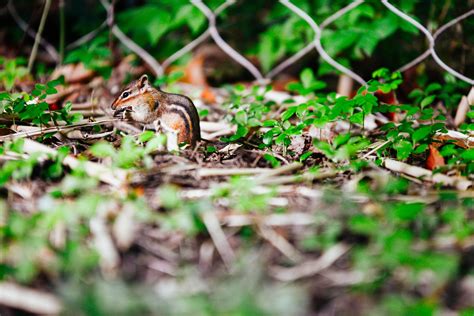 Chubby Chipmunk Shutterbug