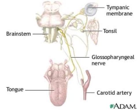 Lecture 6b Cranial Nerves IX X XI And XII Flashcards Quizlet