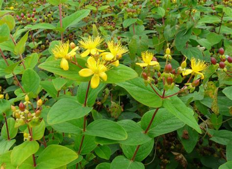 Hypericum X Inodorum Cascina Bollate