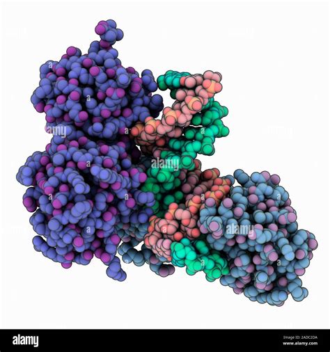 Tata Box Binding Protein Tbp Complexed With Transcription Initiation