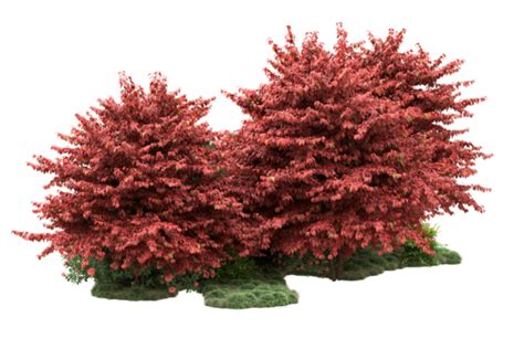 Japanese Maple Pngs For Free Download