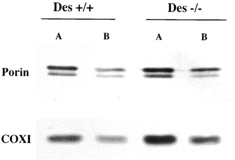 Western Blot Analysis Of Total Protein Extracts From Myocardial Tissue