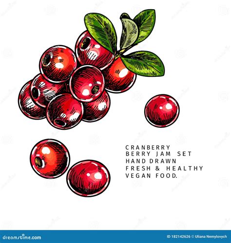 Hand Drawn Cranberry Branch Leaf And Berry Engraved Colored Vector