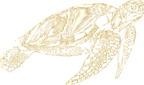 Download Sea Turtle Animal Swimming Royalty Free Vector Graphic Pixabay Download Sea Turtle Animal Swimming Royalty Free Vector Graphic Pixabay