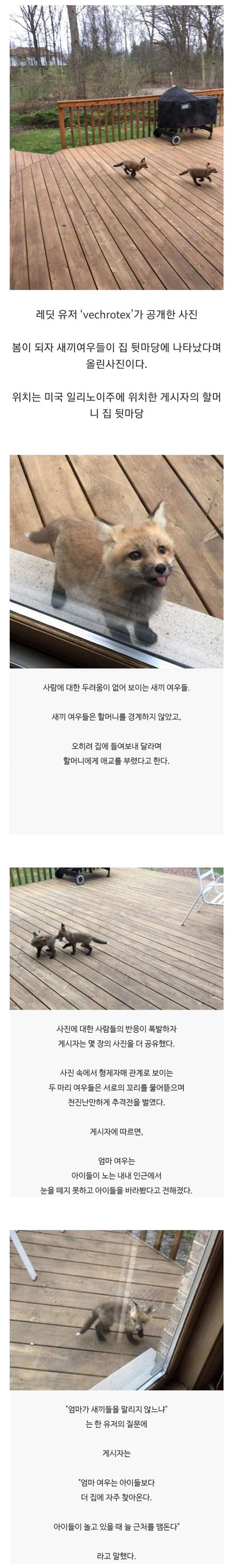 메이플스토리 인벤 할머니 집에 놀러오는 새끼여우들 메이플스토리 인벤 자유게시판 구