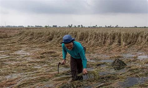 Akibat Terdampak Banjir Ribuan Hektare Sawah Di Jateng Terancam Gagal