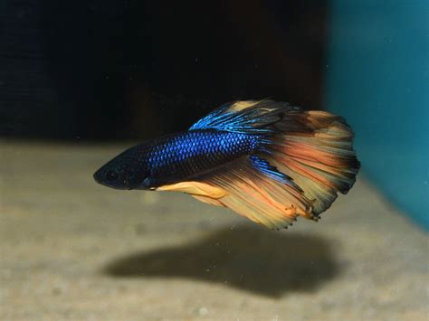 Fish Galleries Premier Aquatics