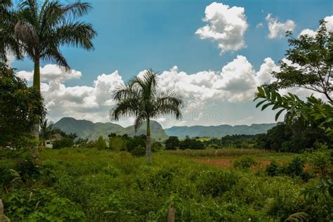 Champs De Tabac Dans Vinales Cuba Image Stock Image Du Repère