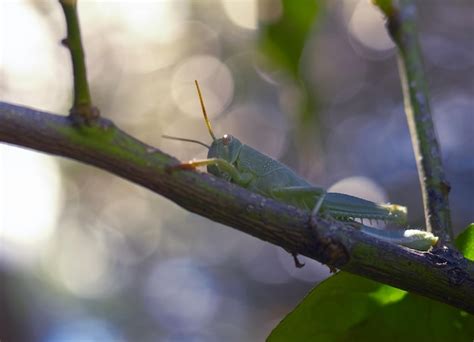 Premium Photo A Green Grasshopper On A Tree Branch Selective Focus