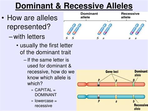 Ppt Unit 8 Genetics And Heredity Powerpoint Presentation Id3695302