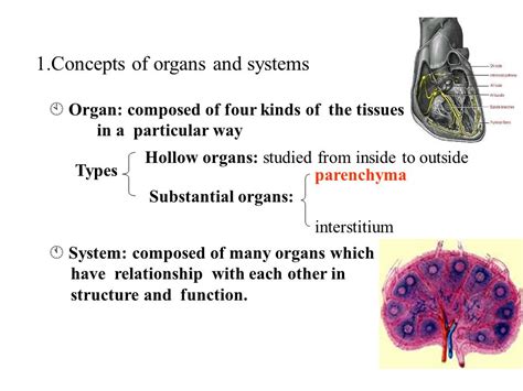 Chapter 8 Circulatory System Teacher ： Huang Ju En 黄巨恩 Deptof