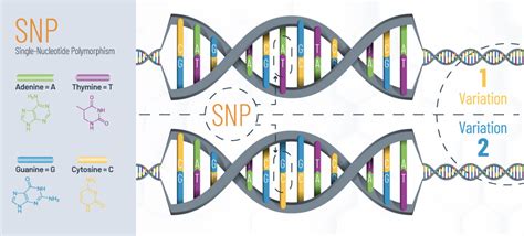 DNA Unraveled ITOVi