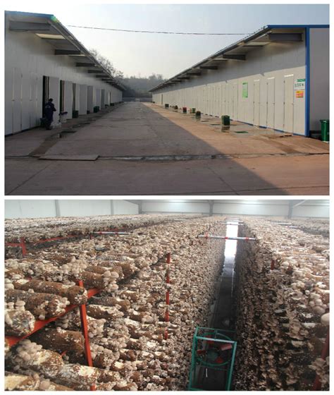 香菇工厂化栽培 香菇小型工厂化 工厂化栽培牧草 第4页 大山谷图库