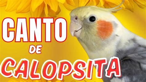 Canto De Calopsita Calopsitas Calopsita Youtube