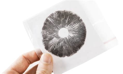 What Is Mushroom Mycelium Uses And How It Grows Grocycle