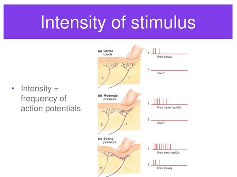 Ppt Nervous System Powerpoint Presentation Free Download Id 5423636