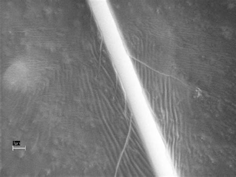 7 Sem Image Of Sample 4 Of The First Setup Download Scientific Diagram