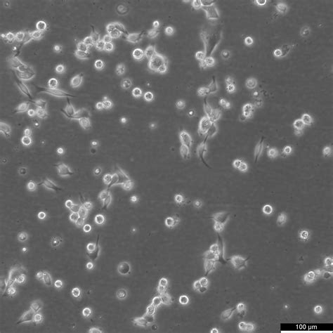Ebc 1 Cells