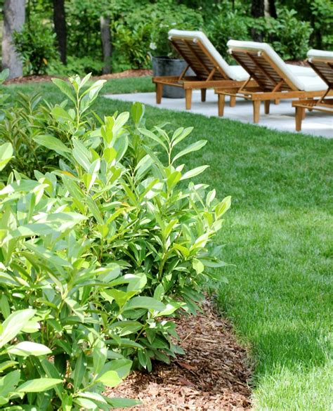 How To Grow And Care For Schip Laurel Shrubs Plank And Pillow