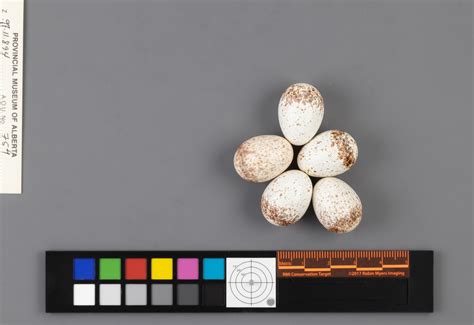 Myadestes Townsendi Bird Eggs Of Canada