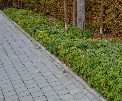 Best Evergreen Ground Cover Plants Low Maintenance Options Homes And