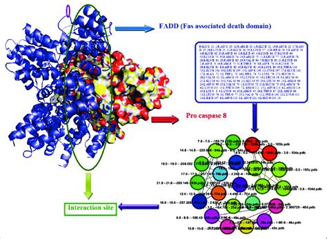 Protein Protein Interaction With Gephi Generated Site Map Best