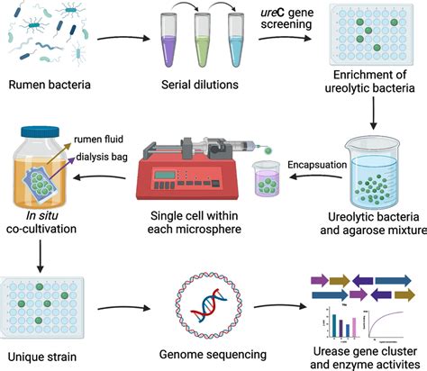 Workflow Of The Enrichment Isolation And Genomic Characterization Of