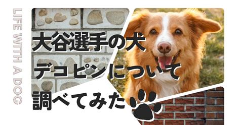 大谷翔平の犬の名前はデコピン 犬種や性別年齢名前の由来は ナマケモノ母さんのシンプルライフ