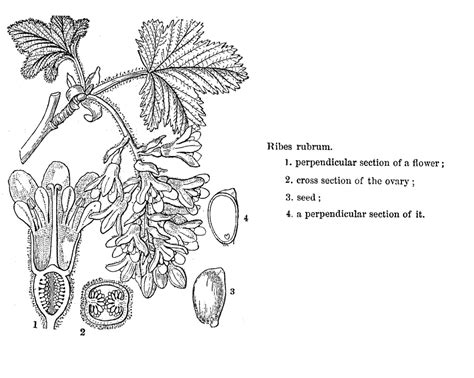 گیاهان تیره خانواده Grossulariaceae سایت گل و گیاه نارگیل