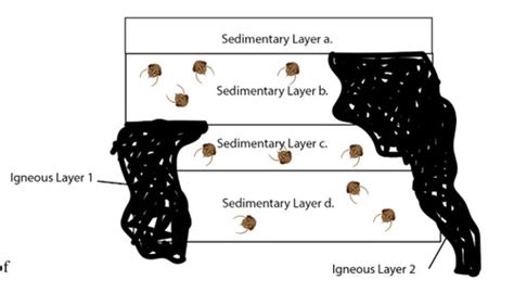 BIO EVOLUTION FINAL Flashcards Quizlet