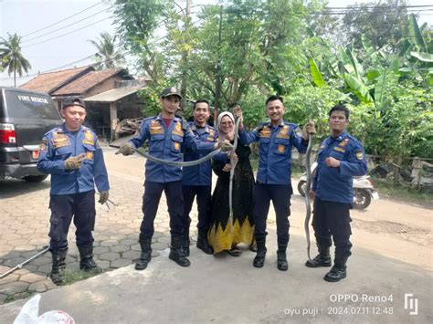 Damkar Cilegon Evakuasi Tiga Ular Kobra Yang Viral Di Media Sosial