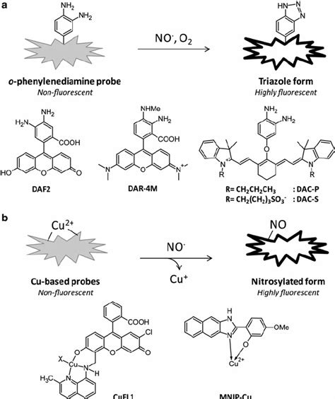 3 Fluorescent Probes Selective For Nitric Oxide Based On O Download Scientific Diagram