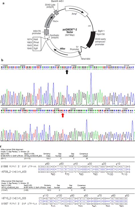 Psicheck2 Vector Plasmid Map And Sequence Alignment Of Recombinant Download Scientific Diagram